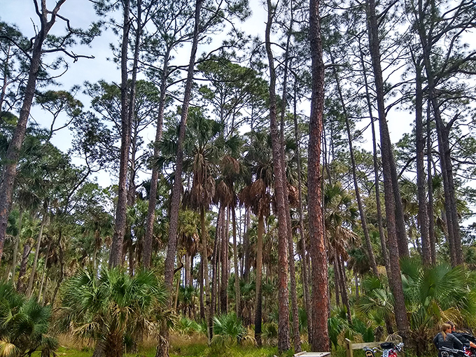 Towering pines and palms create a natural cathedral around the ruins, sunlight filtering through like stained glass.
