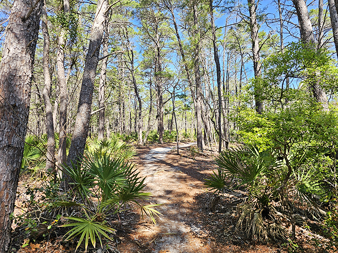 Florida's version of a cathedral ceiling: towering pines create natural corridors while palmettos line the sandy path like nature's velvet rope.