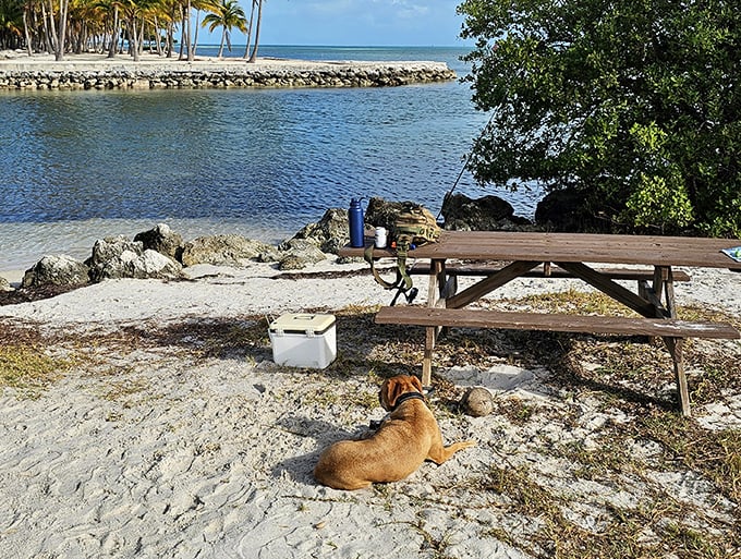 A relaxed dog enjoying beachside views at Curry Hammock State Park, where the Florida Keys' natural beauty is on full display.