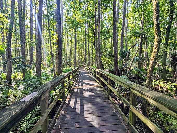 The well-maintained boardwalk at Highlands Hammock State Park invites visitors of all abilities to experience old-growth Florida wilderness.