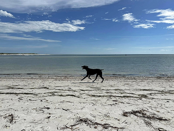 Watch your best friend run free on the dog beach! You'll love this relaxing, beautiful spot in Dunedin