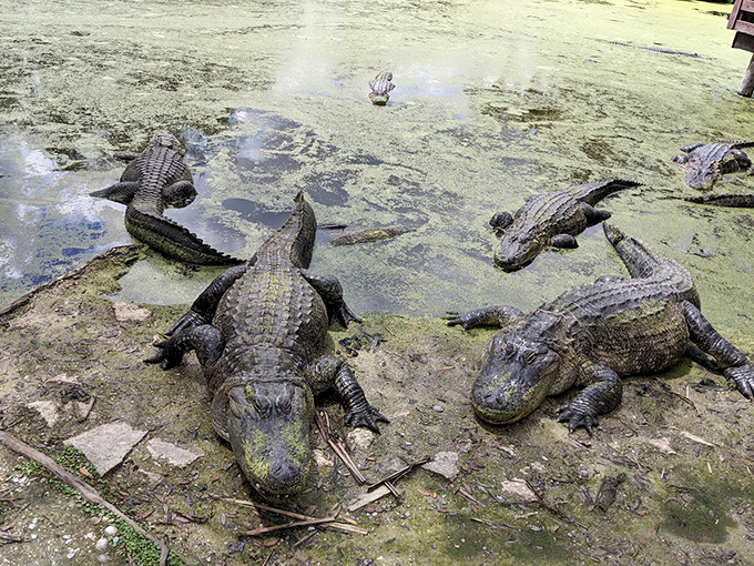 Gatorland's massive alligators demonstrate why Florida is famous for these impressive reptiles.