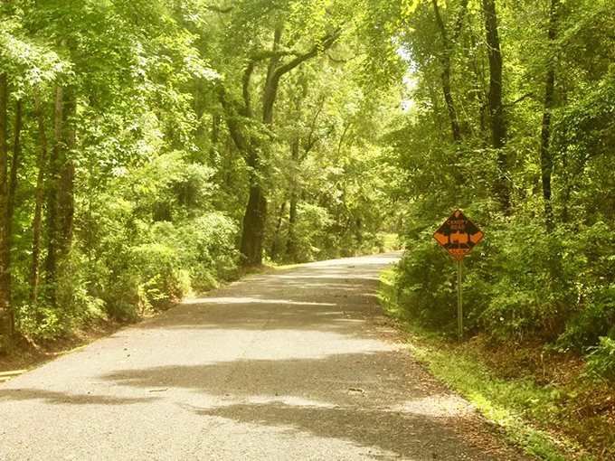 Drive slowly and enjoy the beautiful, shaded canopy road near Tallahassee! Watch out for wildlife!