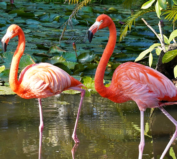 Wonder Gardens provides a peaceful sanctuary where flamingos display their natural behaviors among tropical plants and quiet ponds.