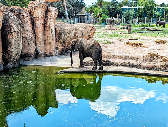 An elephant enjoys a refreshing dip at ZooTampa's naturalistic habitat. The reflection in the water creates a perfect mirror image of this magnificent animal.