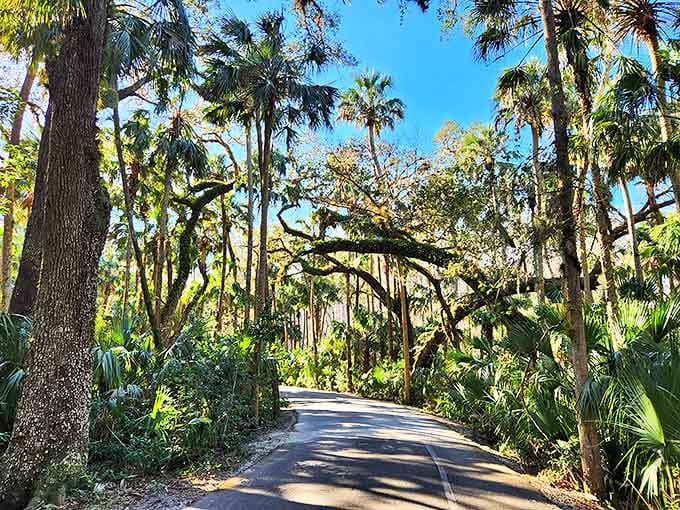 This peaceful setting reflects the park&rsquo;s old-growth hammock ecosystem, offering a tranquil glimpse into one of Florida&rsquo;s most pristine and historic natural landscapes.