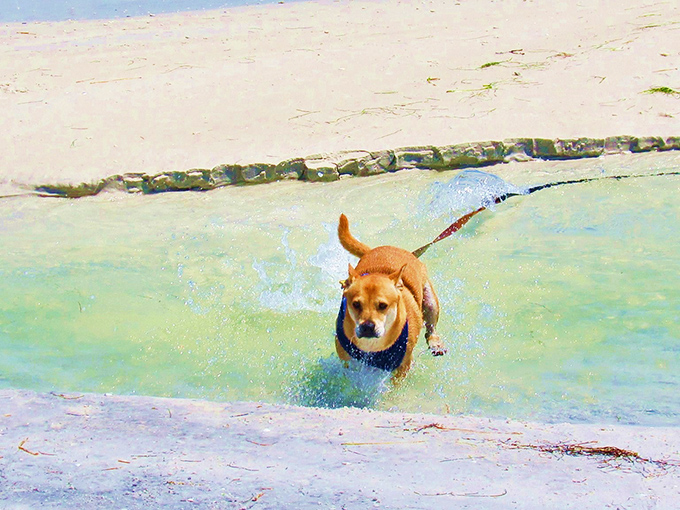 Honeymoon Island lives up to its name with turquoise waters so clear you can count your dog's toes as they paddle through paradise.