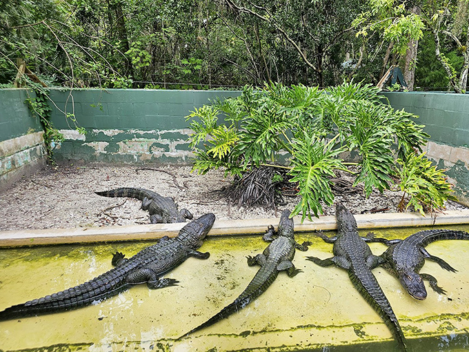 Multiple alligators gather together, showing the incredible diversity of these ancient predators.