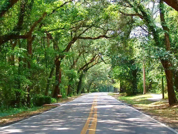 This shaded corridor through Tallahassee's rolling landscape feels worlds away from Florida's beaches, offering a cool retreat even on the hottest summer days.