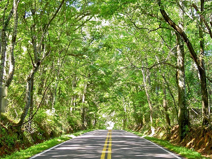 What a stunning natural tunnel! This lush, green canopy road on Pisgah Church Road is truly breathtaking.