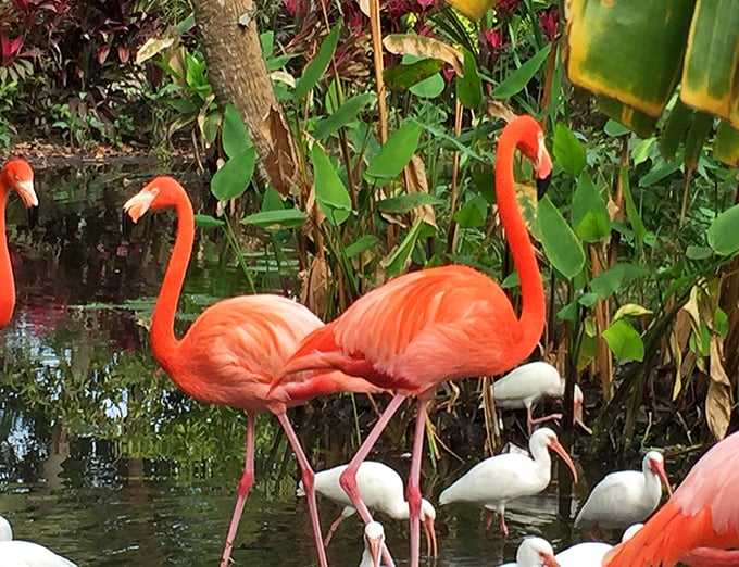 The vibrant pink flamingos at Wonder Gardens create a striking visual against the lush greenery of this historic Florida attraction.