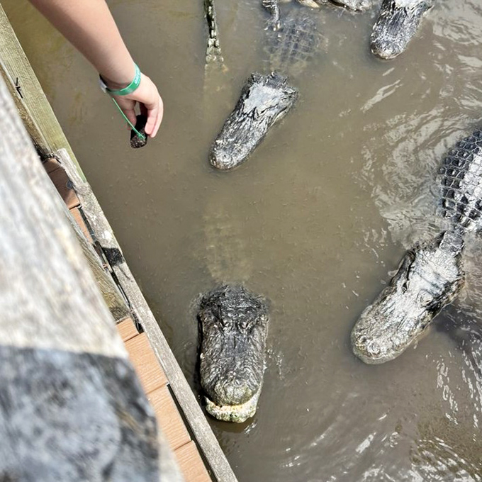 Prehistoric sunbathers! These alligators lounge like scaly celebrities, seemingly unbothered by their audience of wide-eyed tourists just feet away.