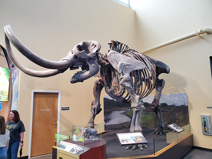 The American mastodon stands majestically, a testament to evolution's experimental phase before climate change and human hunters spelled its prehistoric doom.