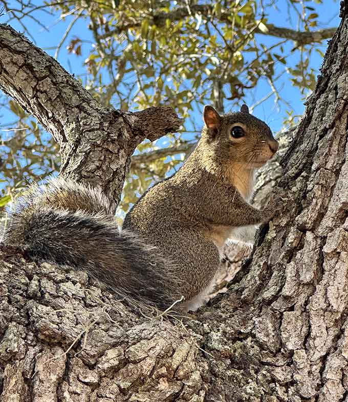 Even the local squirrels have mastered the art of Florida living: find a good tree, strike a pose, enjoy the view.