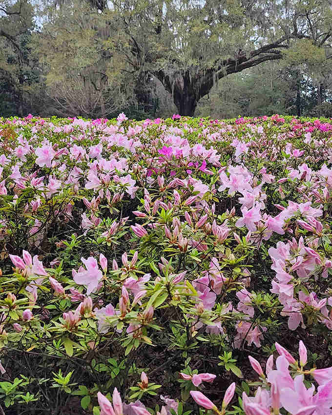 Talk about social butterflies! These pink azaleas cluster together in such magnificent abundance, they're practically throwing their own garden party.