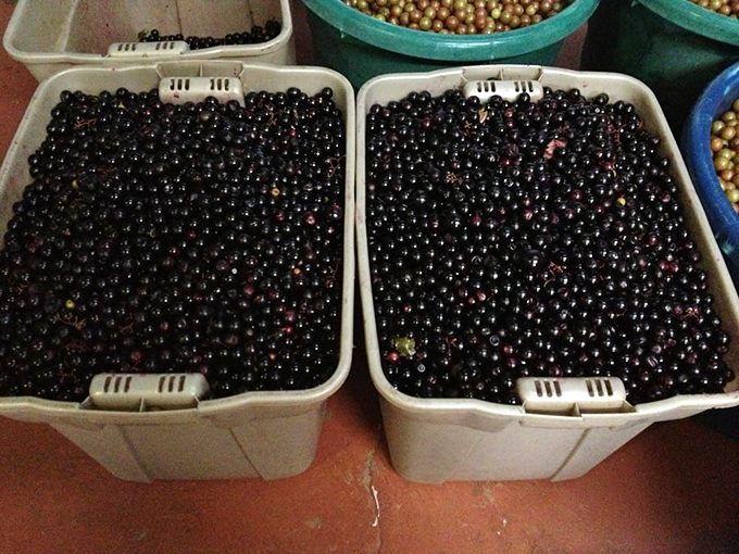 These aren't just any grapes &ndash; they're Florida-tough muscadines, the Navy SEALs of the grape world, thriving where lesser berries would surrender.