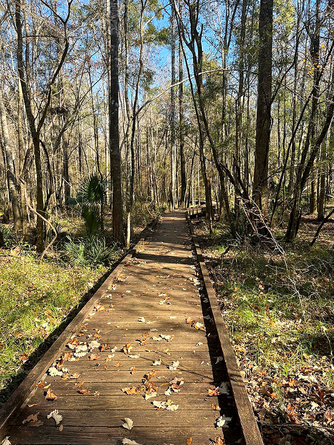 Nature's red carpet treatment &ndash; a wooden boardwalk invites explorers into a cathedral of trees where sunlight filters through like stained glass.