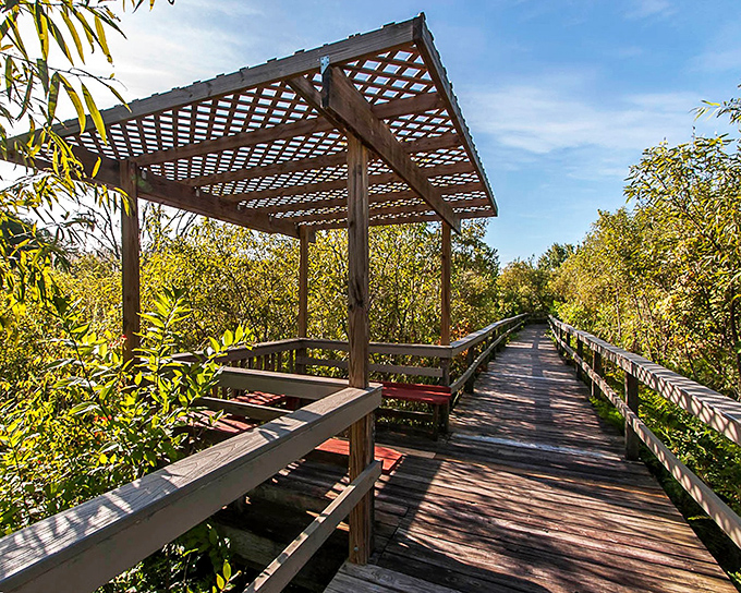 This wooden boardwalk leads to discoveries that no theme park could replicate &ndash; authentic Florida in all its untamed glory.