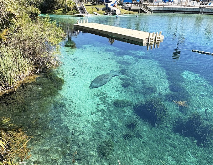 A manatee glides through the impossibly clear lagoon, reminding visitors that real wildlife shares space with mythical creatures here.