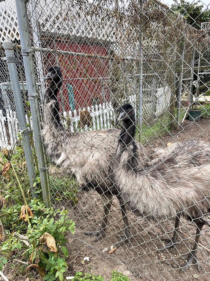These emus give you the side-eye like they're judging your fashion choices, but they'll happily accept your offering of approved feed.