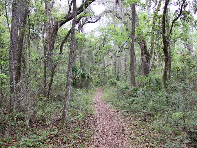 The forest canopy creates a natural cathedral where the only hymns are birdsong and the occasional woodpecker's percussion solo.