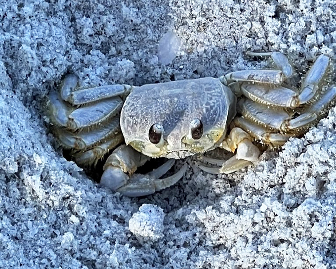 Sand architect: This ghost crab peers suspiciously from its burrow, like a tiny landlord checking who's walking across its beachfront property.