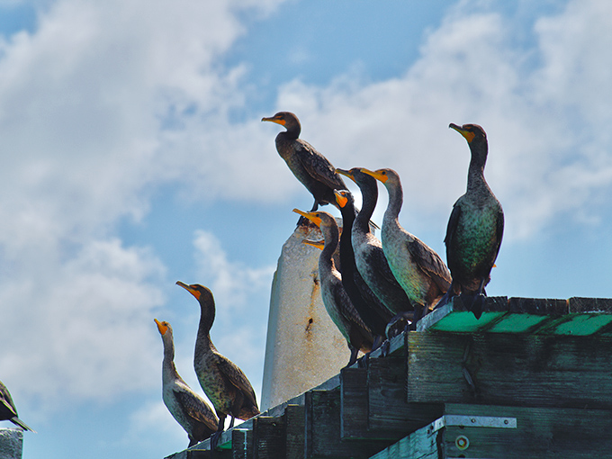These feathered residents have the best real estate agents in Miami &ndash; prime waterfront perches with 360-degree fishing access.