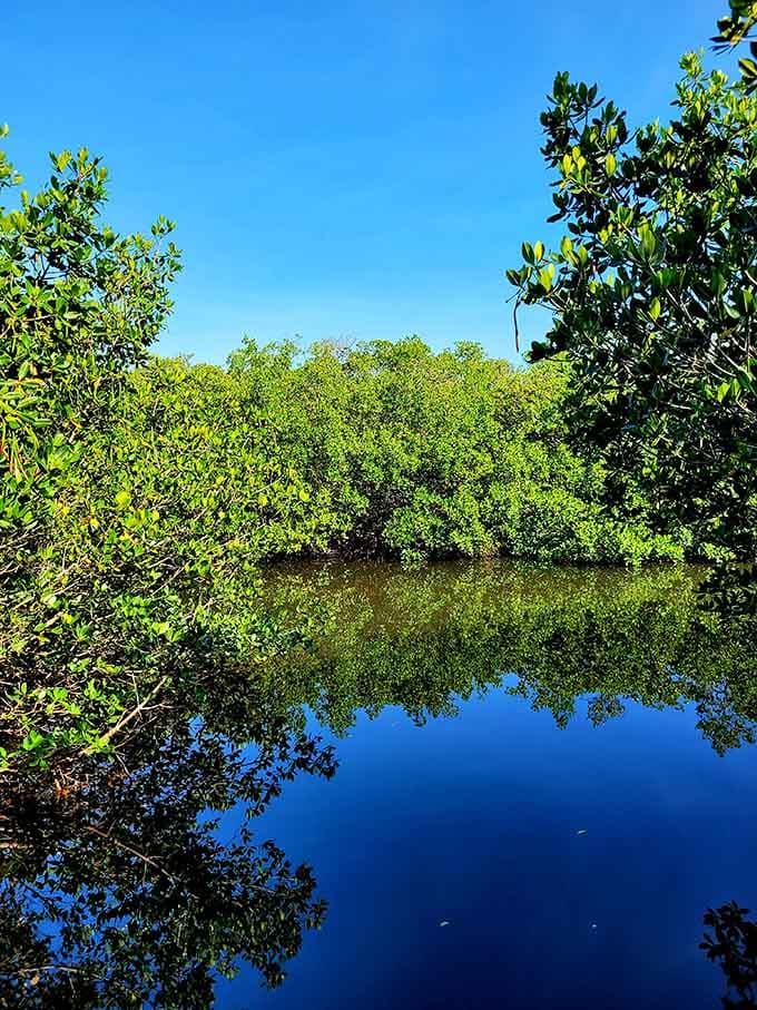 Mangrove reflections create a mirror world below, doubling your nature experience and making you question which side is real.