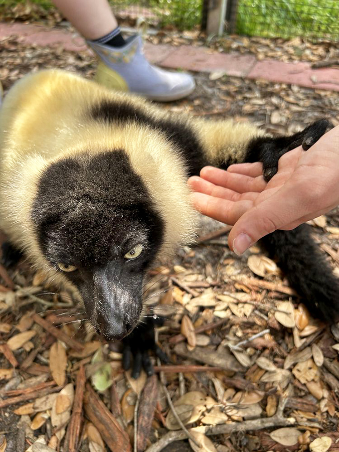 This lemur enjoys attention, representing the sanctuary's commitment to caring for various exotic species like lemurs.