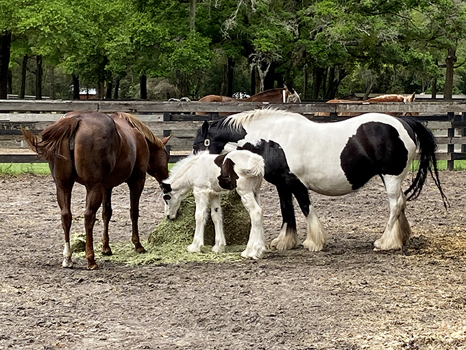 Feeding time brings together horses of all colors and patterns, creating a living, breathing equine patchwork quilt of magnificence.