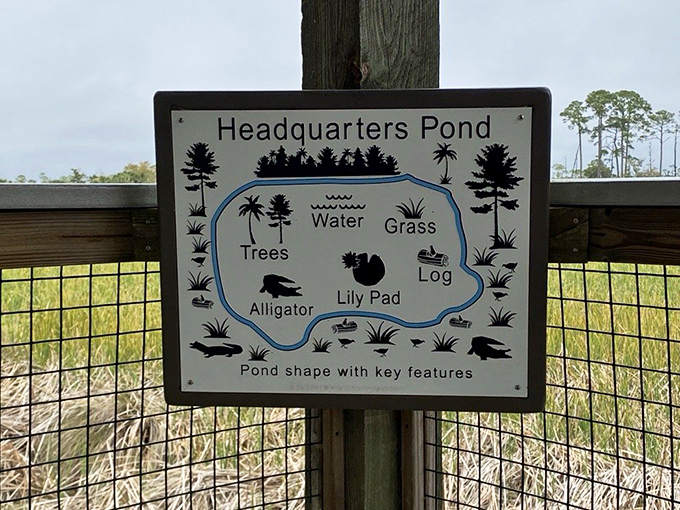 Headquarters Pond map reveals nature's blueprint – where alligators lounge and birds gossip over prime real estate.