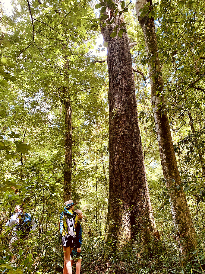 When trees reach for the sky like this, you can't help but feel small&mdash;in the best possible way&mdash;as this visitor gazes upward in pure woodland wonder.