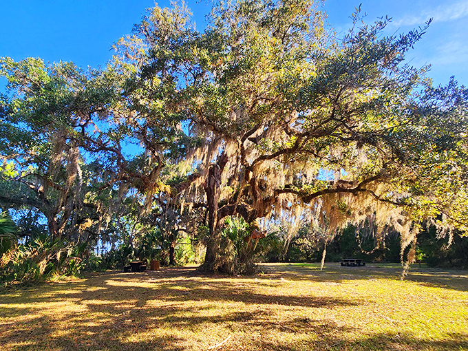 Ancient guardian: This majestic oak, draped in Spanish moss, has witnessed centuries of Florida history unfold beneath its branches.