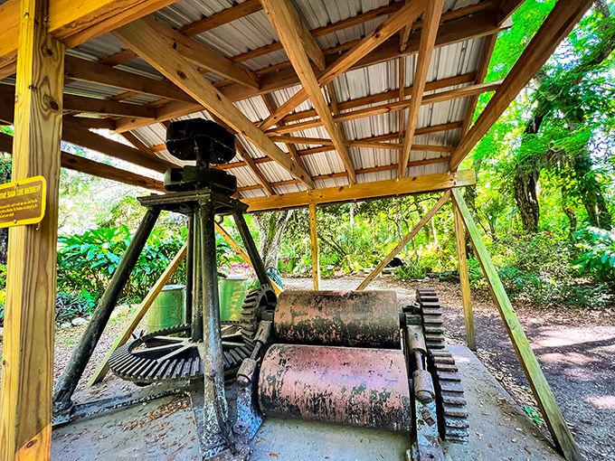 Industrial archaeology never looked so fascinating! This sugar mill machinery once processed sweetness from cane, now processing visitors' curiosity about Florida's agricultural past.