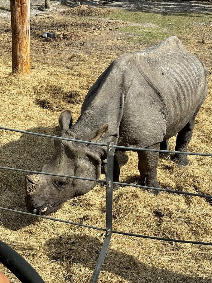 Prehistoric presence: A greater one-horned rhinoceros grazes contentedly, its armored hide glistening in the afternoon sun.