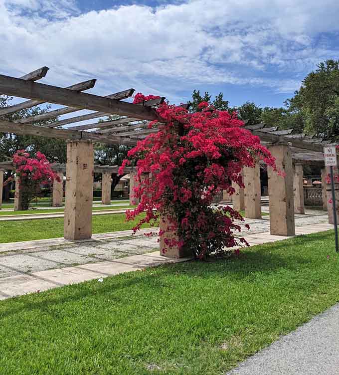 Bougainvillea explodes in magenta glory, showing off like it's auditioning for a botanical beauty pageant.
