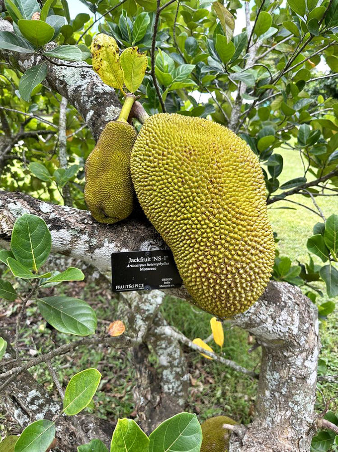 The spiky, intimidating jackfruit &ndash; nature's way of saying "I'm delicious, but you'll have to work for it."