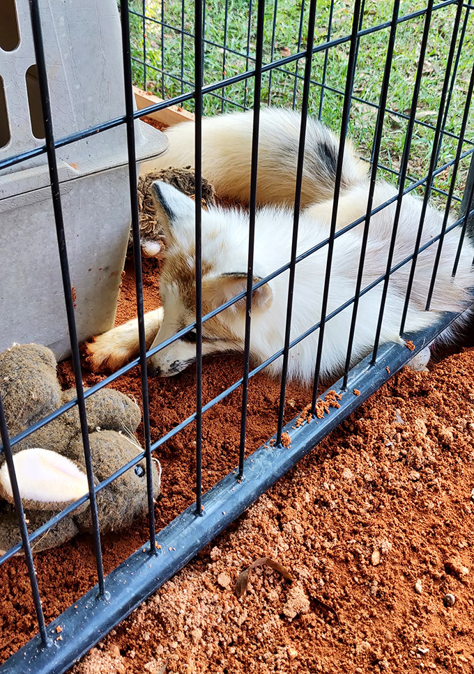 Even in slumber, this arctic fox maintains an air of wild dignity, its pristine fur contrasting beautifully with the earthy enclosure.
