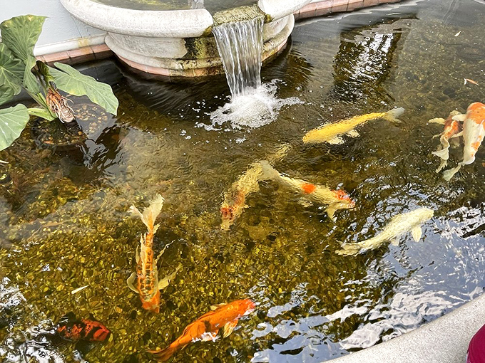 Koi fish play a never-ending game of underwater tag, flashing orange and white beneath the rippling surface of their garden pond.