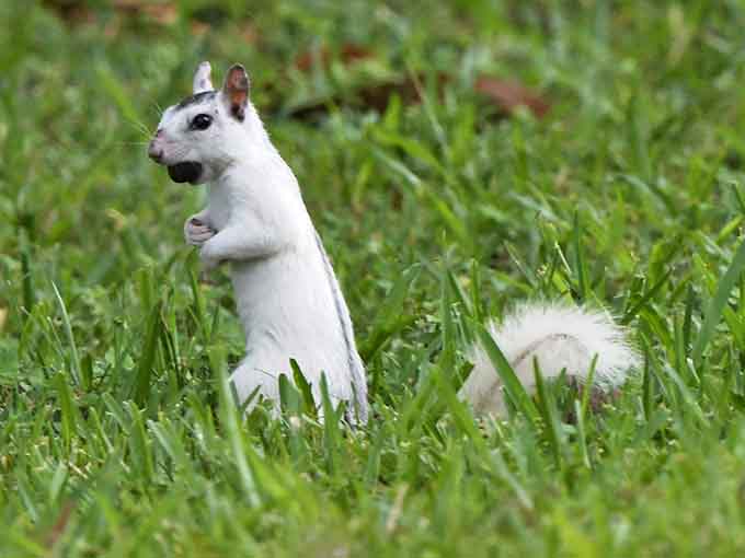 Florida's famous white squirrels are basically regular squirrels who won the genetic lottery, and spotting one at Lake Marian feels like finding a four-leaf clover with fur.