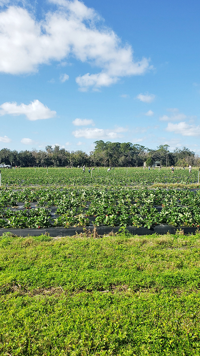 Morning light bathes the strawberry fields in golden warmth, creating perfect conditions for a family picking adventure.