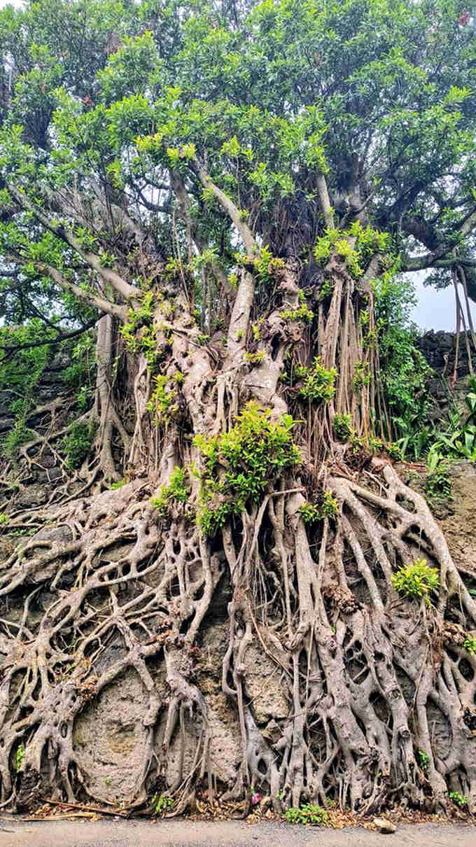 A magnificent banyan tree showcases its spectacular root system, creating nature's own tapestry against the ancient coral backdrop.