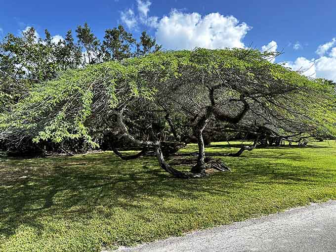 This sprawling tree looks like it's practicing yoga, demonstrating flexibility that would make any instructor jealous and inspired.
