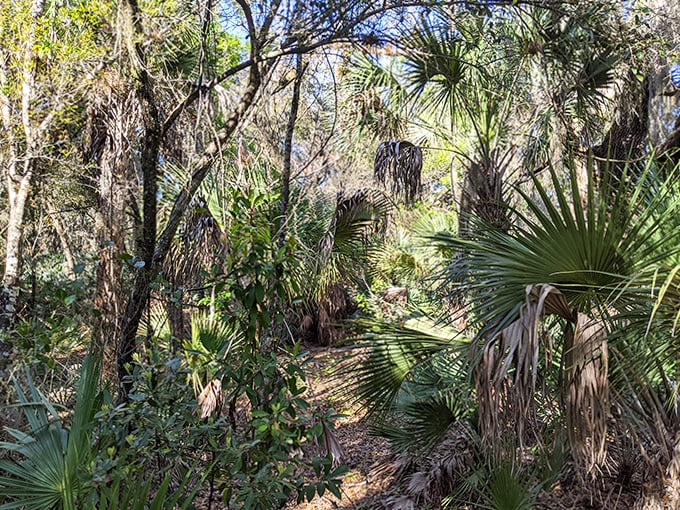 The hammock trail reveals Florida as it existed centuries ago&mdash;dense, mysterious, and utterly alive with untamed beauty.