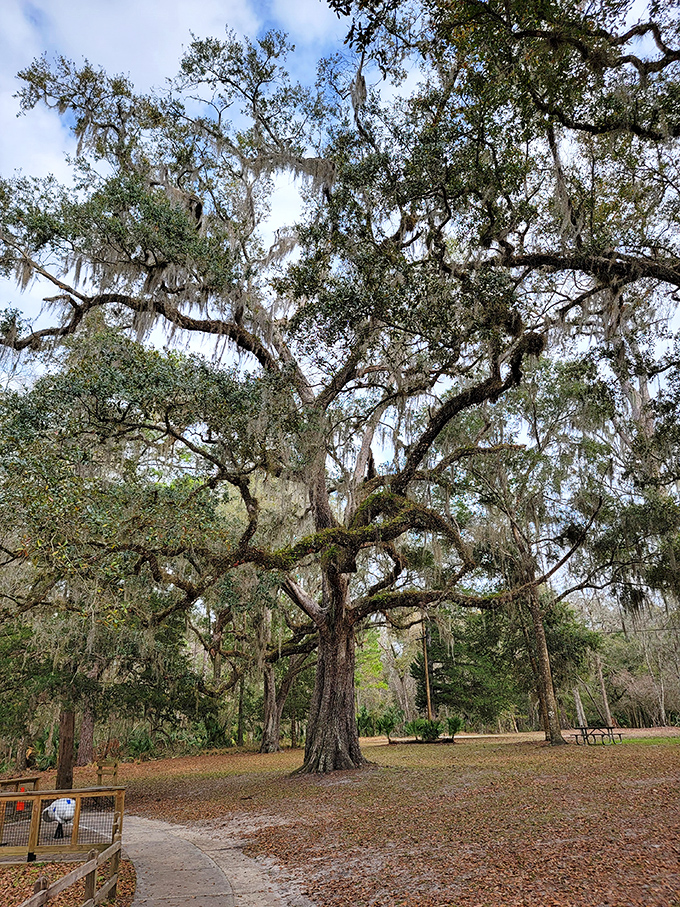 Spanish moss drapes from ancient oaks like nature's own decorative bunting, creating a cathedral ceiling no architect could design.