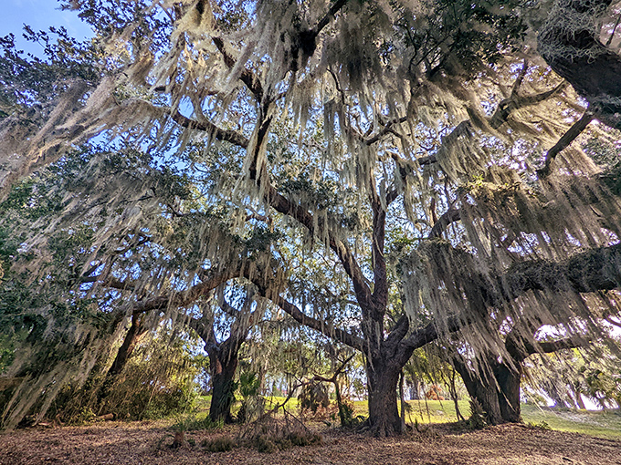 Ancient oaks draped in ghostly Spanish moss create natural cathedrals, their sprawling limbs witnesses to centuries of Florida history.