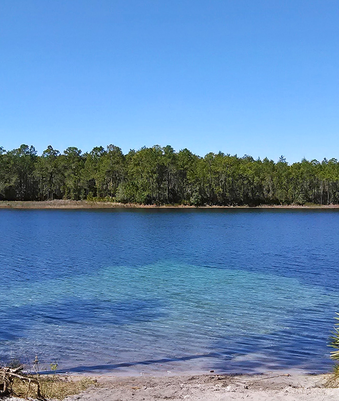 The majestic Ocala National Forest surrounds Umatilla with 387,000 acres of pristine wilderness, Florida's natural treasure chest.