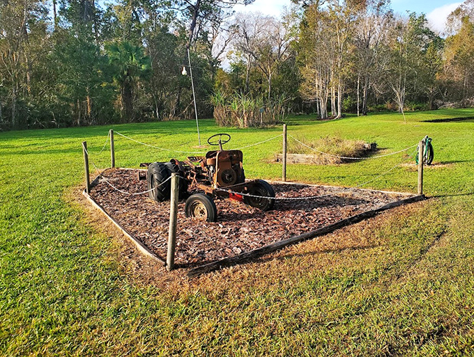 This rusted tractor hasn't plowed fields for decades, now resting in dignified retirement as a monument to agricultural ingenuity.