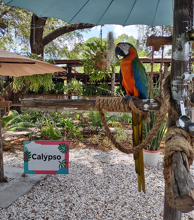 Calypso the macaw shows off his spectacular plumage &ndash; nature's perfect color combination of sunset orange and tropical sea blue.
