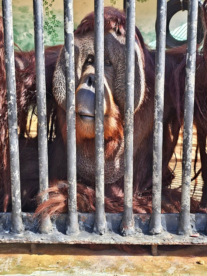 Orangutan: Behind those soulful eyes lies a philosopher contemplating life's great mysteries&mdash;or possibly just wondering when the next banana delivery arrives.